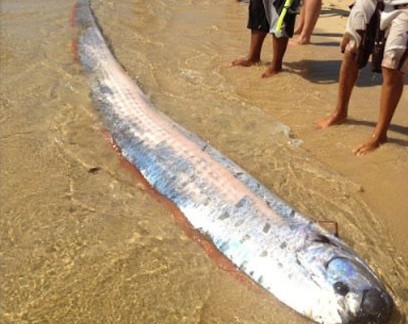 'Peixe monstro' aparece em praia no México e atrai dezenas de curiosos ...